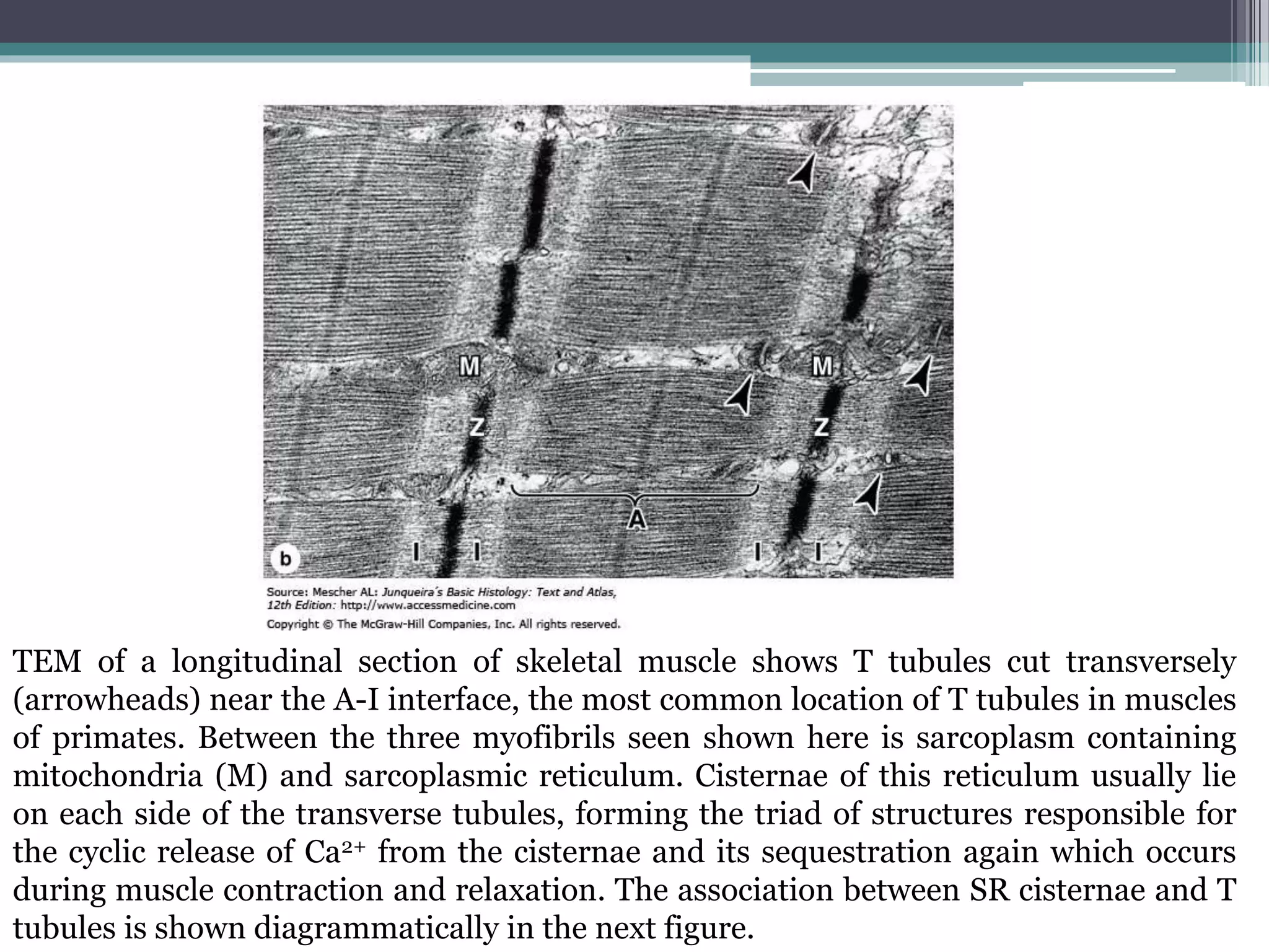 Histology of Muscle tissue | PPTX
