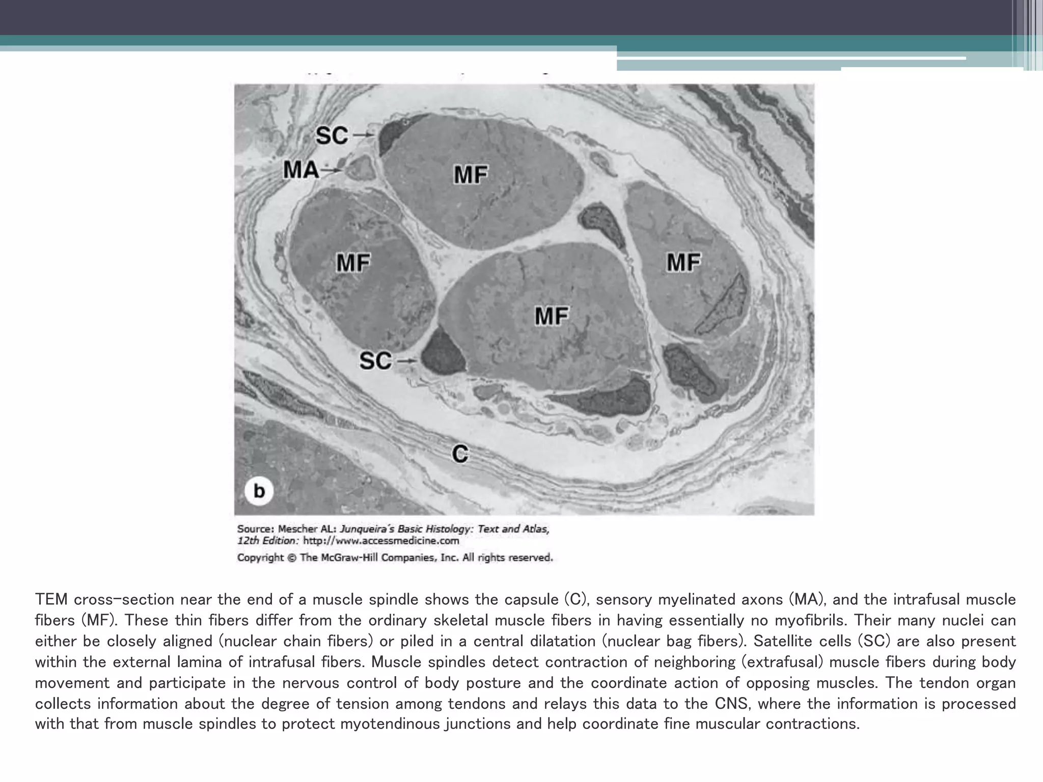 Histology of Muscle tissue | PPTX