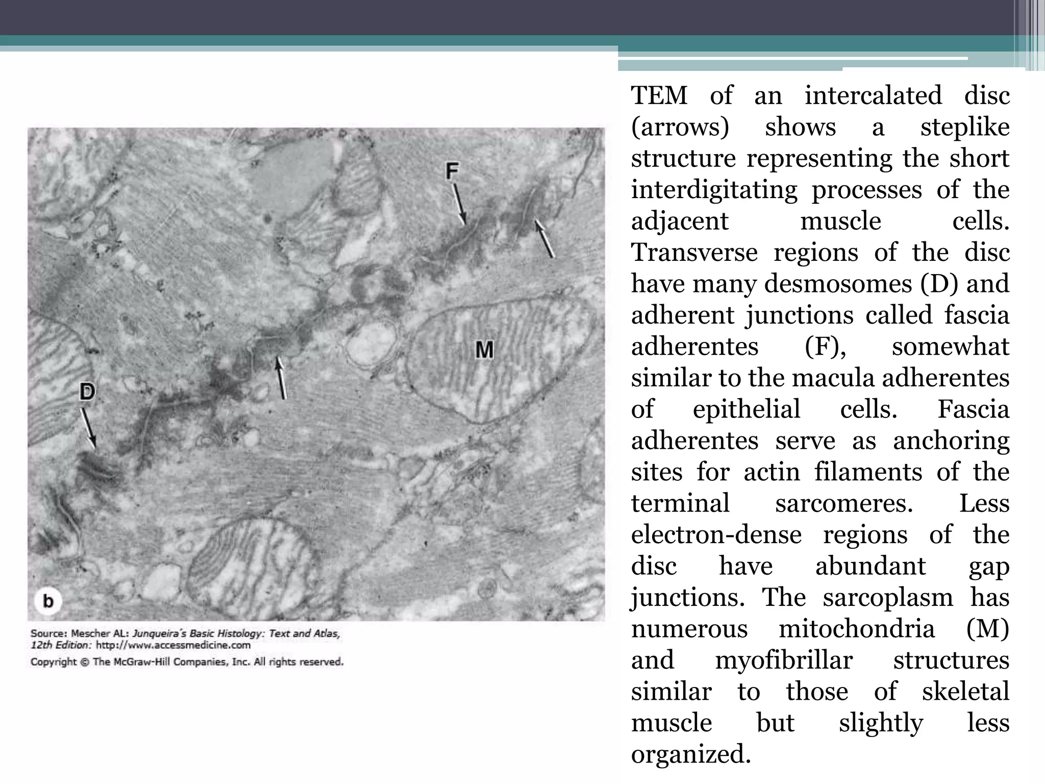 Histology of Muscle tissue | PPTX