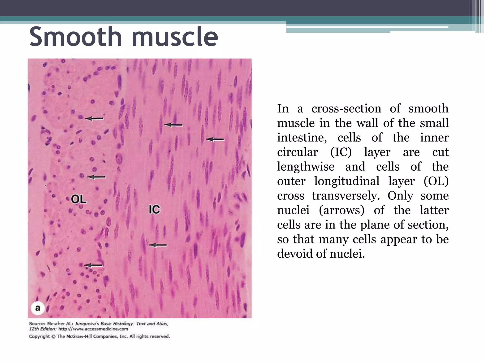 Histology of Muscle tissue | PPTX