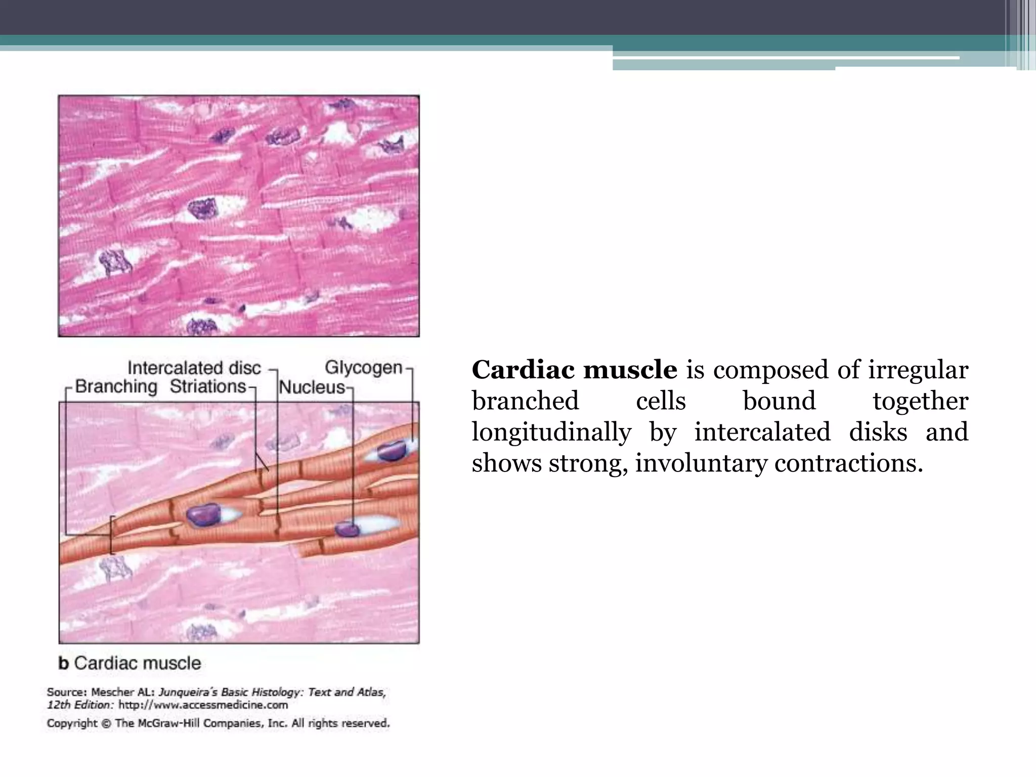 Histology of Muscle tissue | PPTX