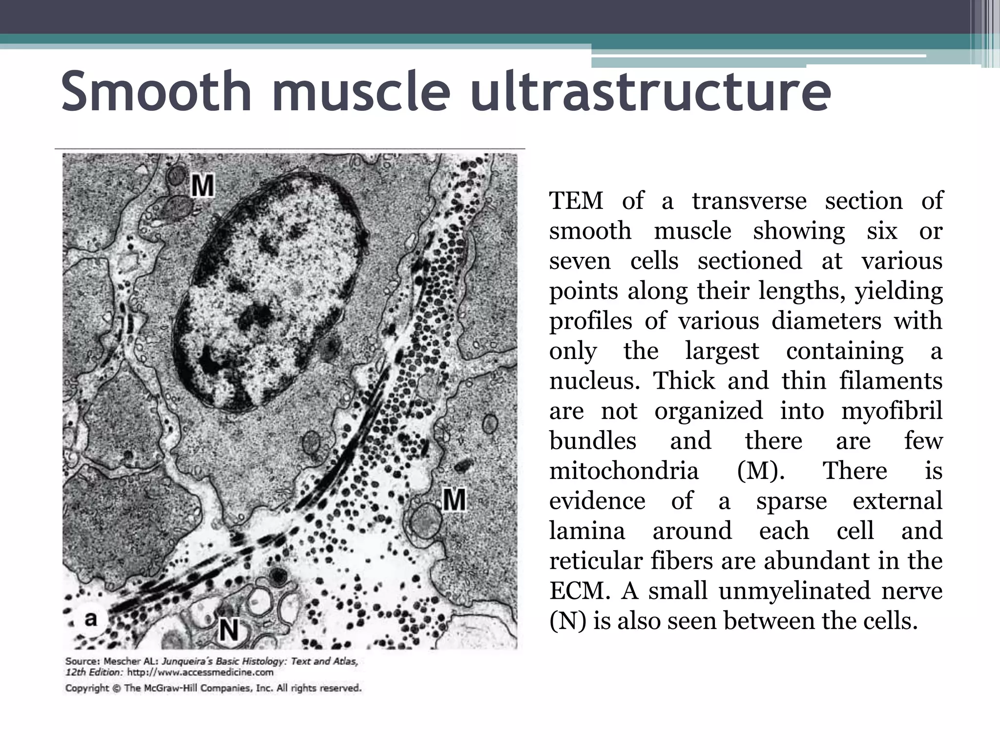 Histology of Muscle tissue | PPTX