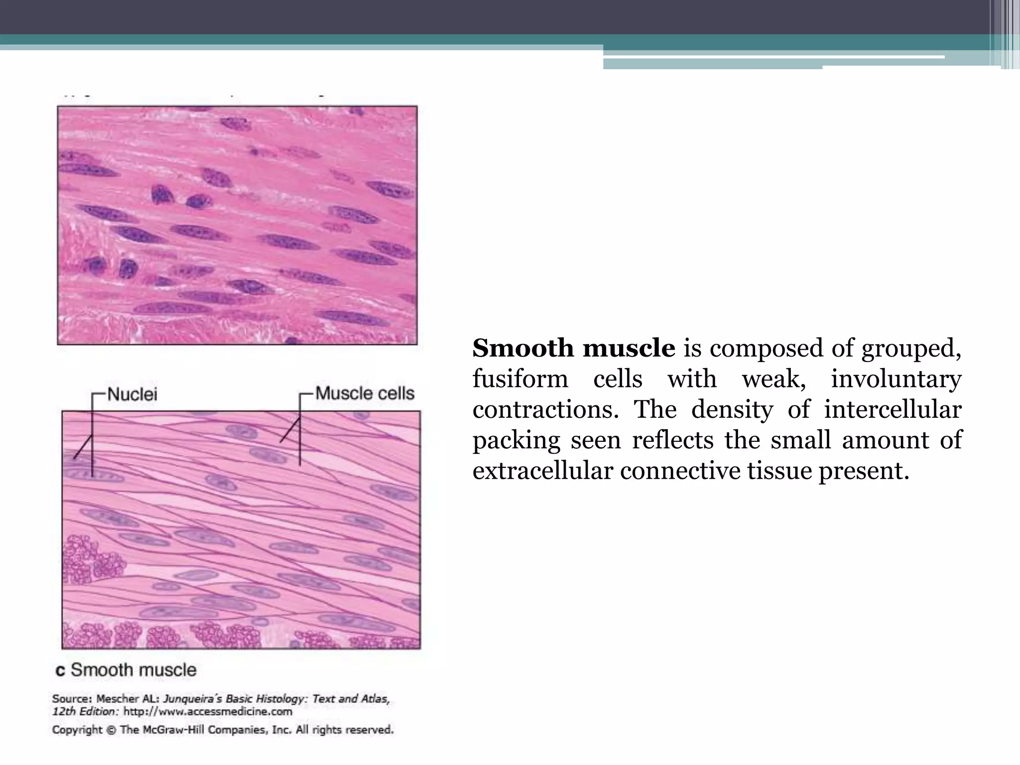 Histology of Muscle tissue | PPTX