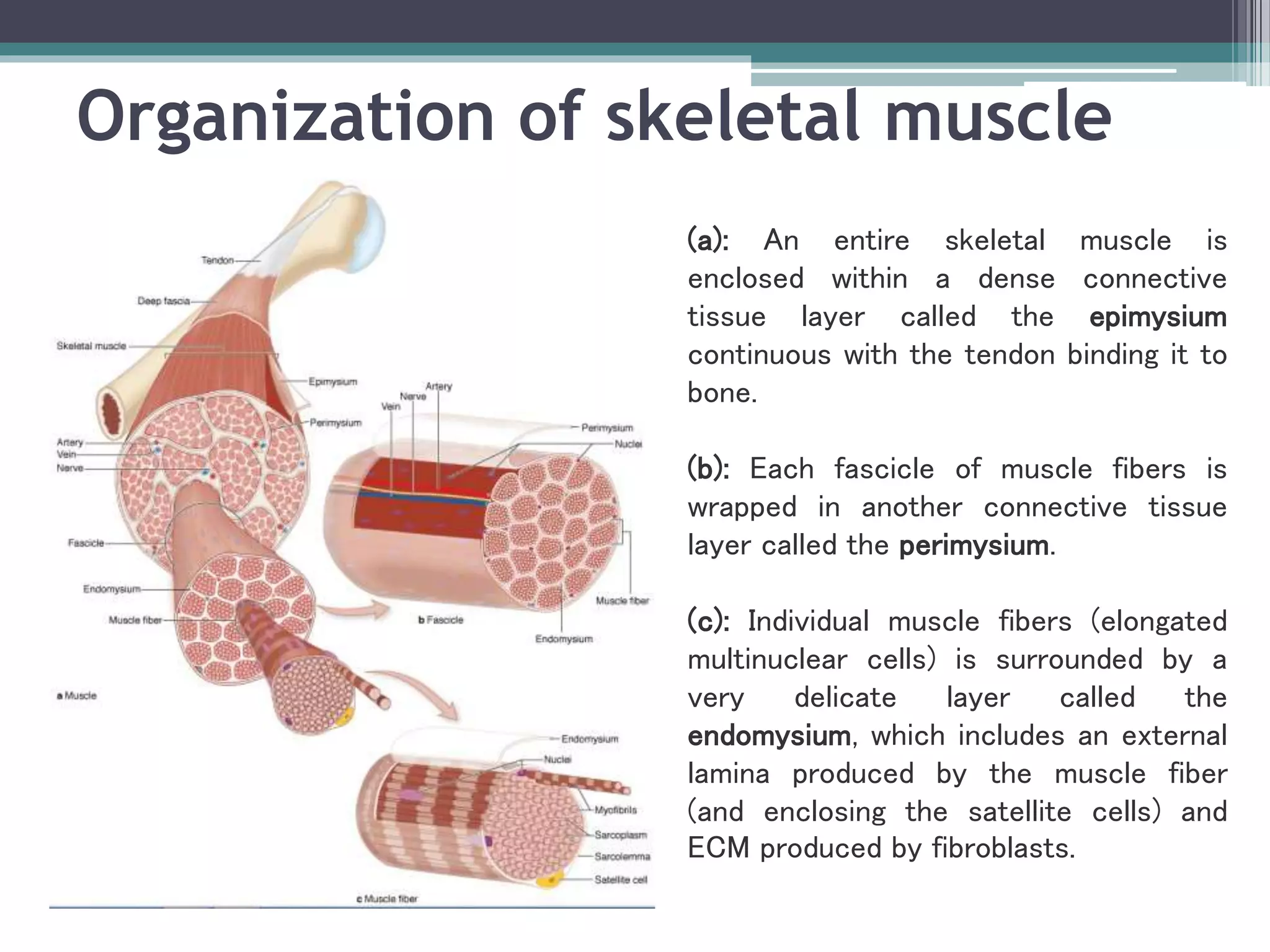 Histology of Muscle tissue | PPTX