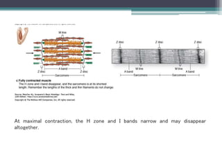 Histology of Muscle tissue | PPTX
