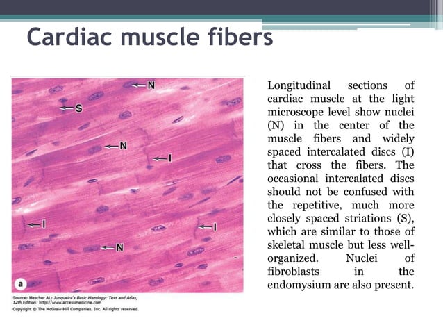 Histology of Muscle tissue | PPTX