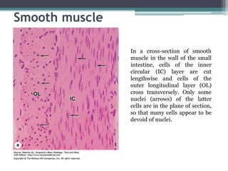 Histology of Muscle tissue | PPTX