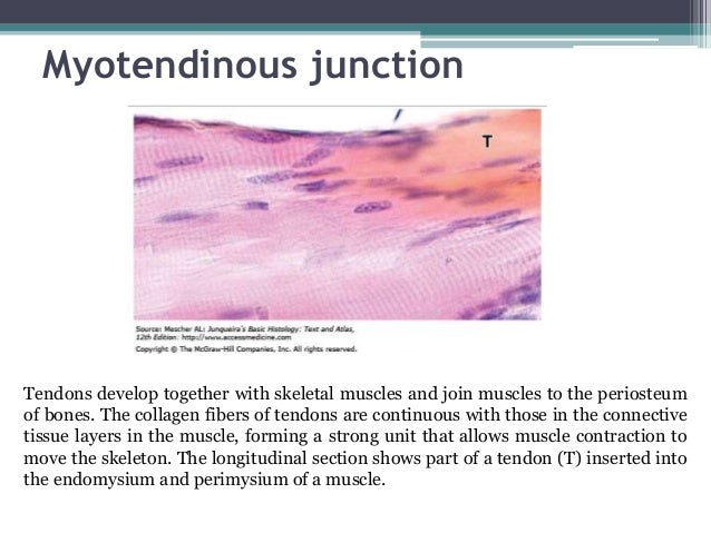 Histology of Muscle tissue