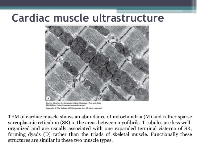 Histology of Muscle tissue