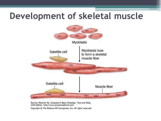 Muscular Development