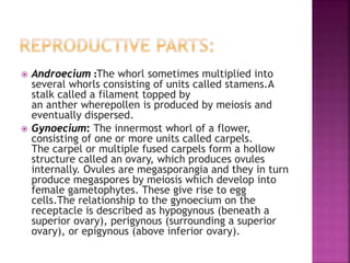 Anatomy of Reproductive Parts: Flower, Fruit,Seed | PPTX