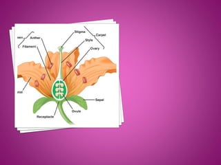 Anatomy of Reproductive Parts: Flower, Fruit,Seed | PPTX