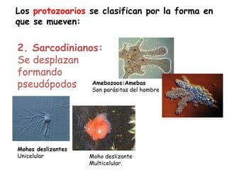 13. protistas | PPTX