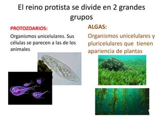 13. protistas | PPTX