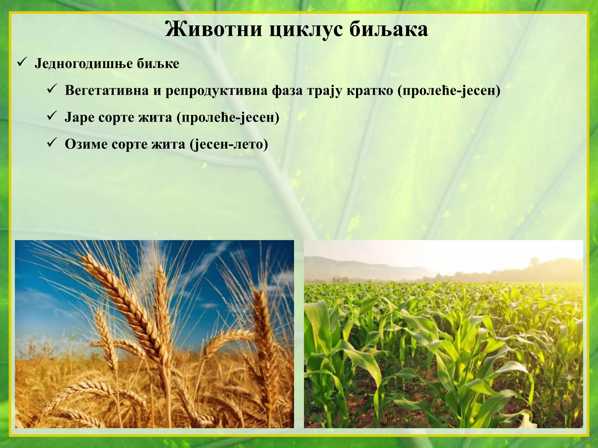 13. Zivotni ciklus biljaka | PPTX