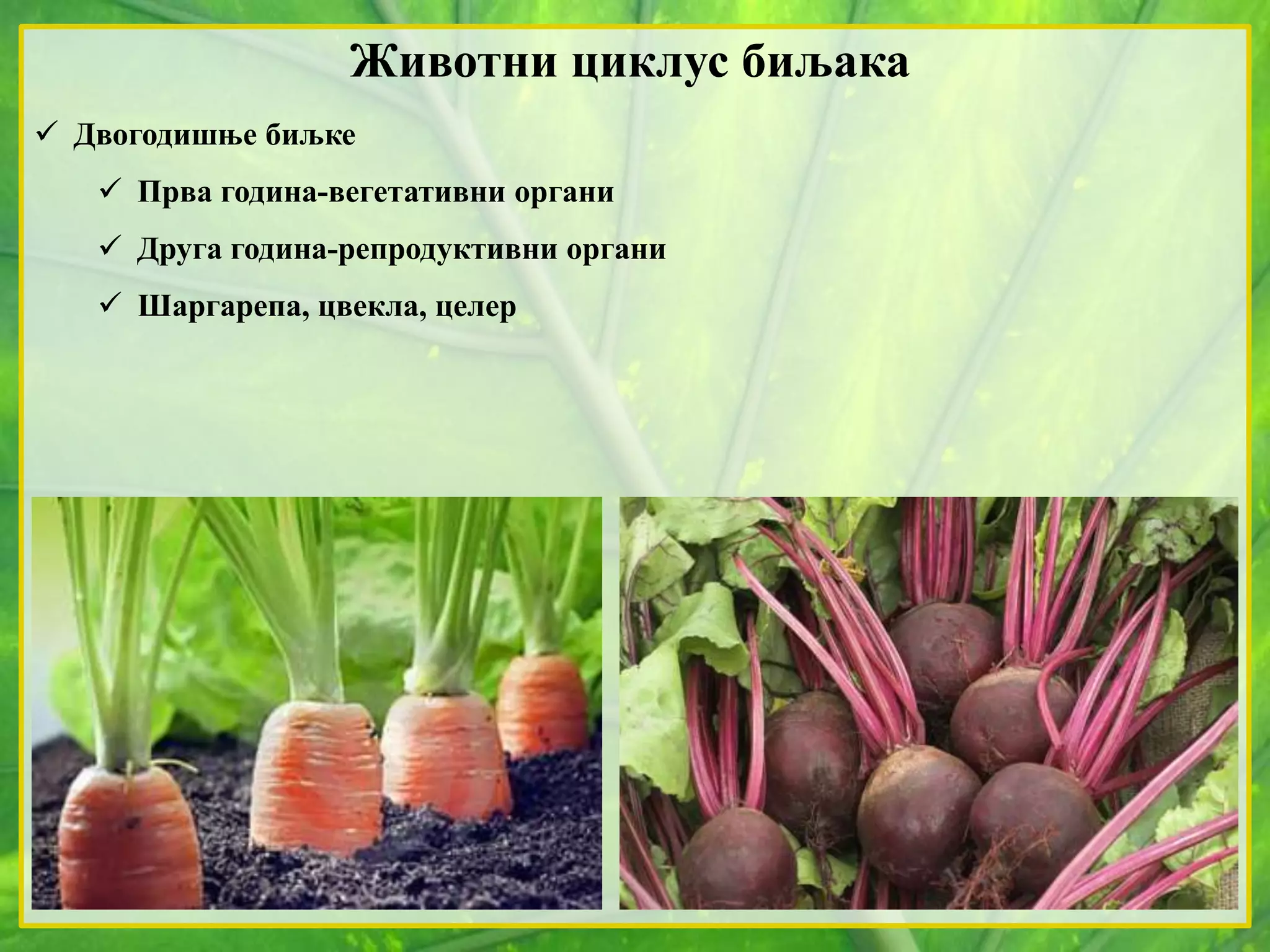 13. Zivotni ciklus biljaka | PPTX