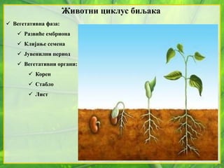 13. Zivotni ciklus biljaka | PPTX