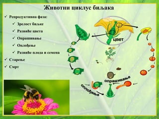 13. Zivotni ciklus biljaka | PPTX