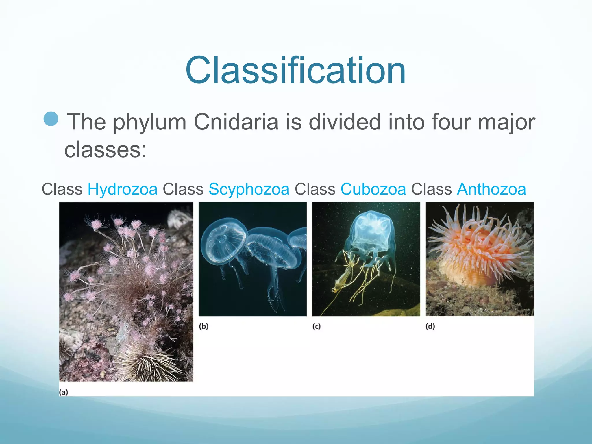 13. radiate animals | PPT