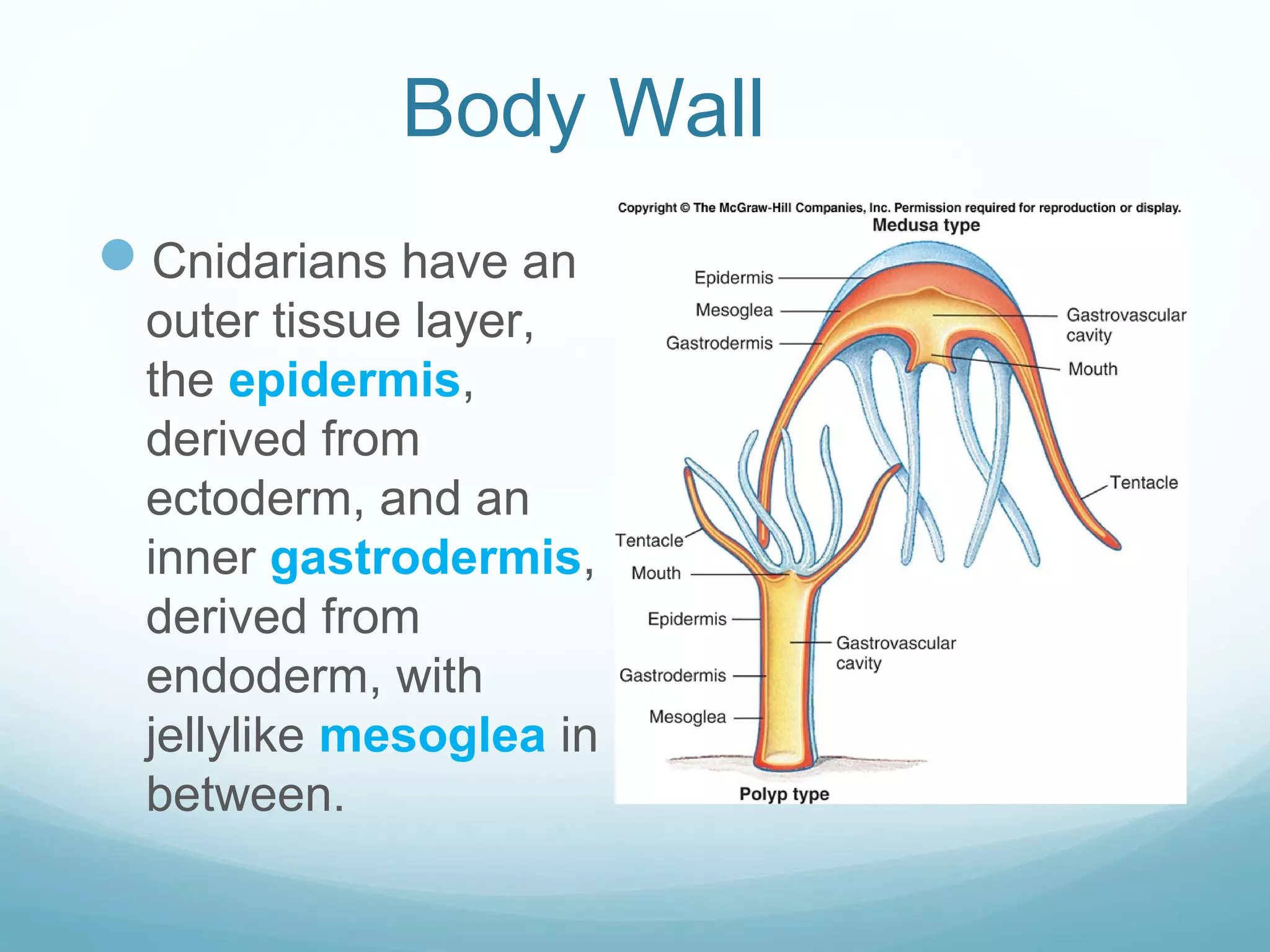 13. radiate animals | PPT