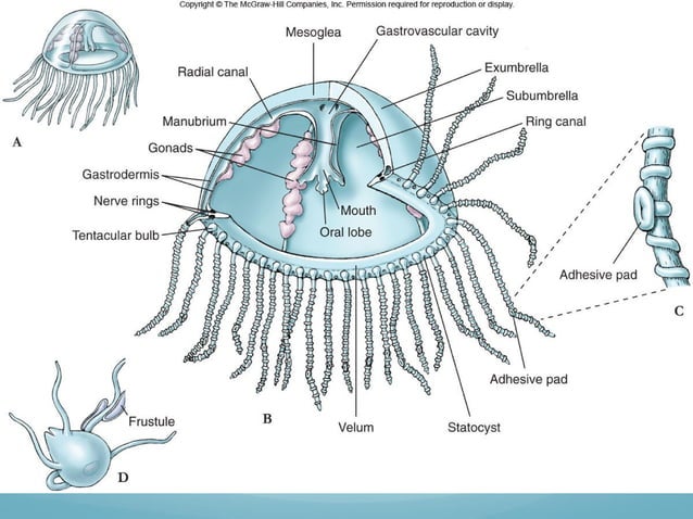 13. radiate animals | PPT