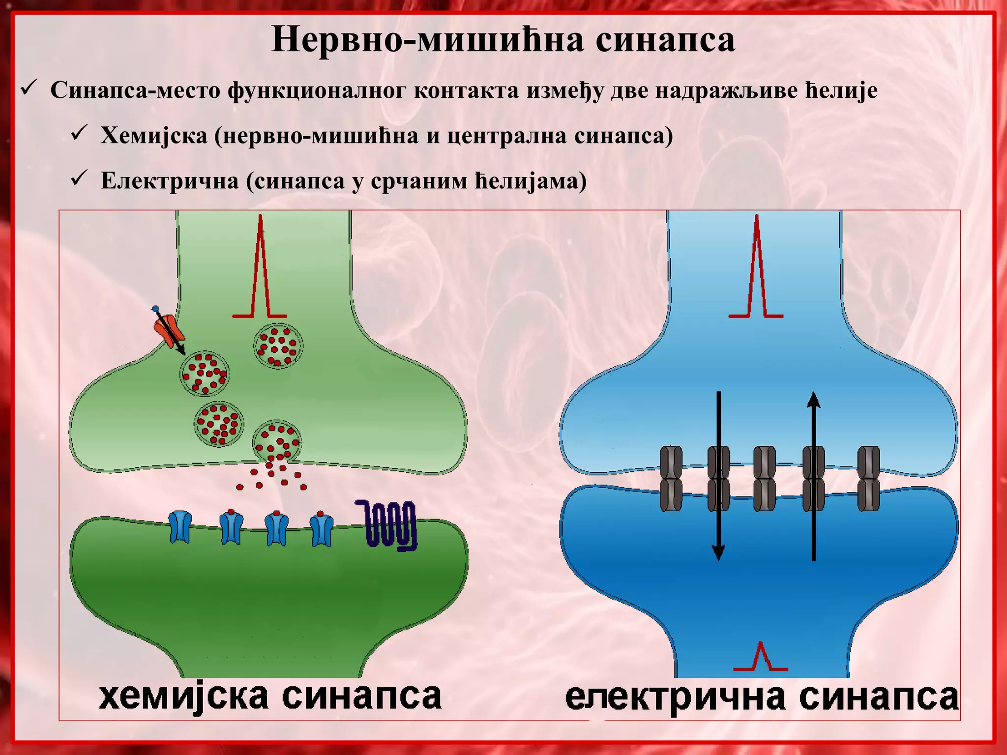 13. Nervno misicna sinapsa | PPT