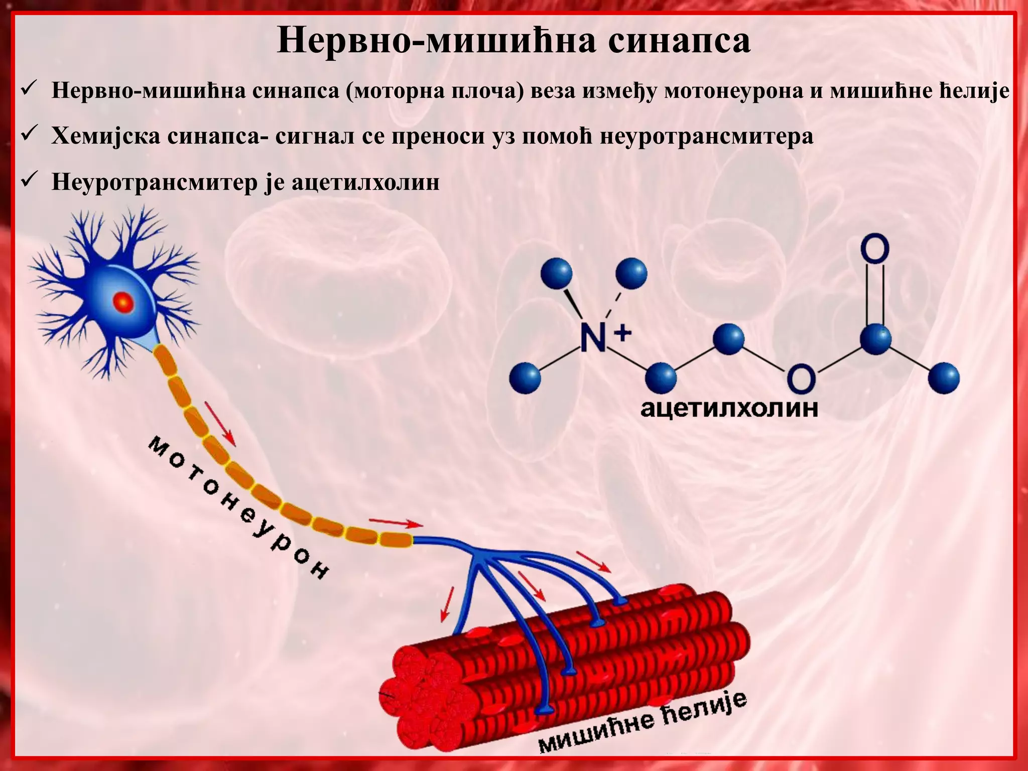 13. Nervno misicna sinapsa | PPT