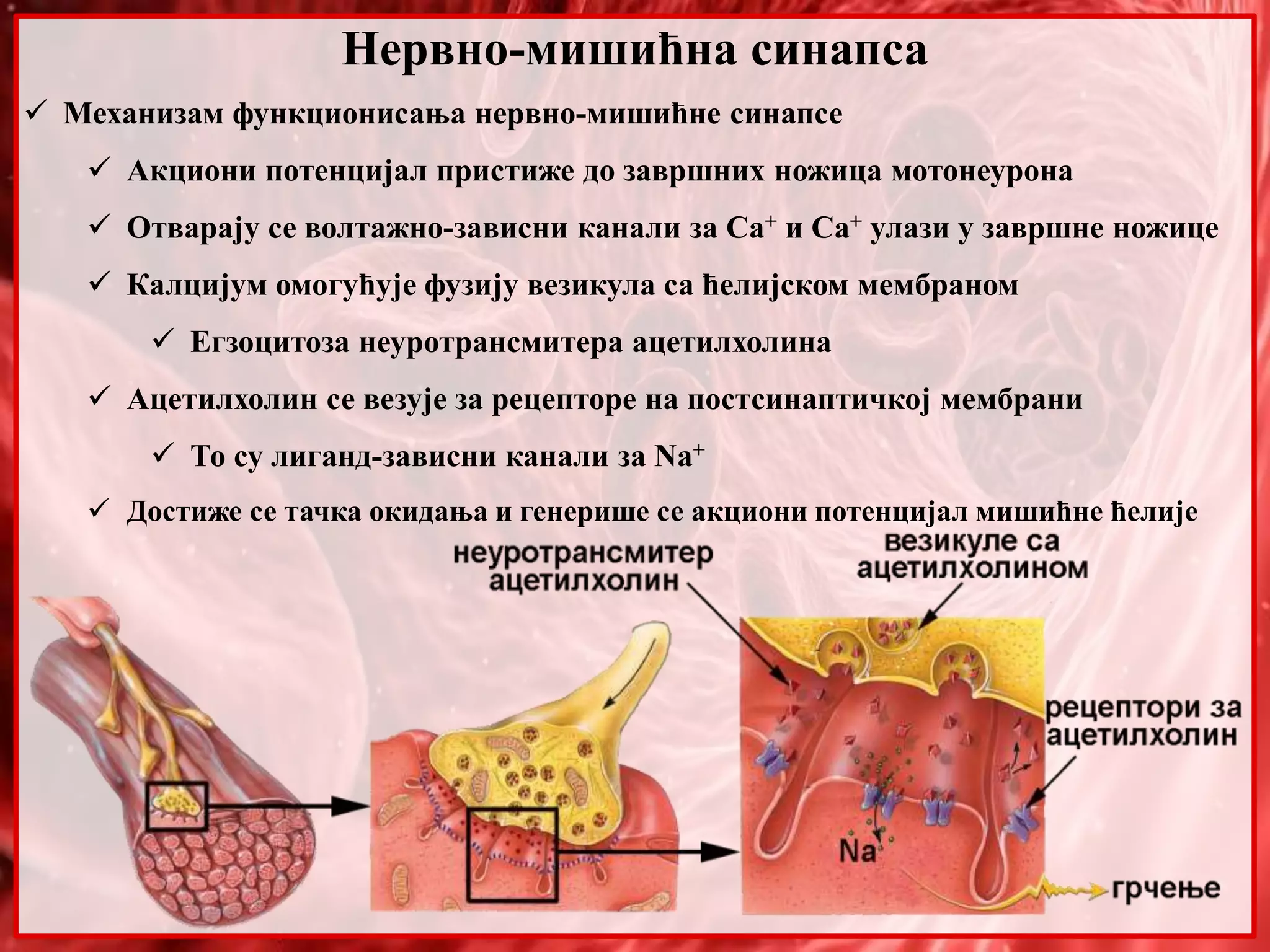 13. Nervno misicna sinapsa | PPT