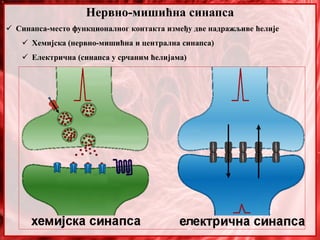 13. Nervno misicna sinapsa | PPT
