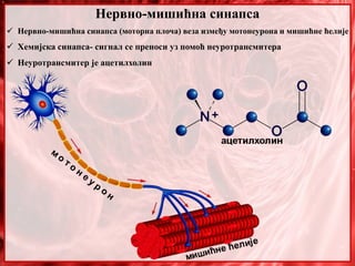 13. Nervno misicna sinapsa | PPT