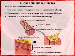 13. Nervno misicna sinapsa | PPT
