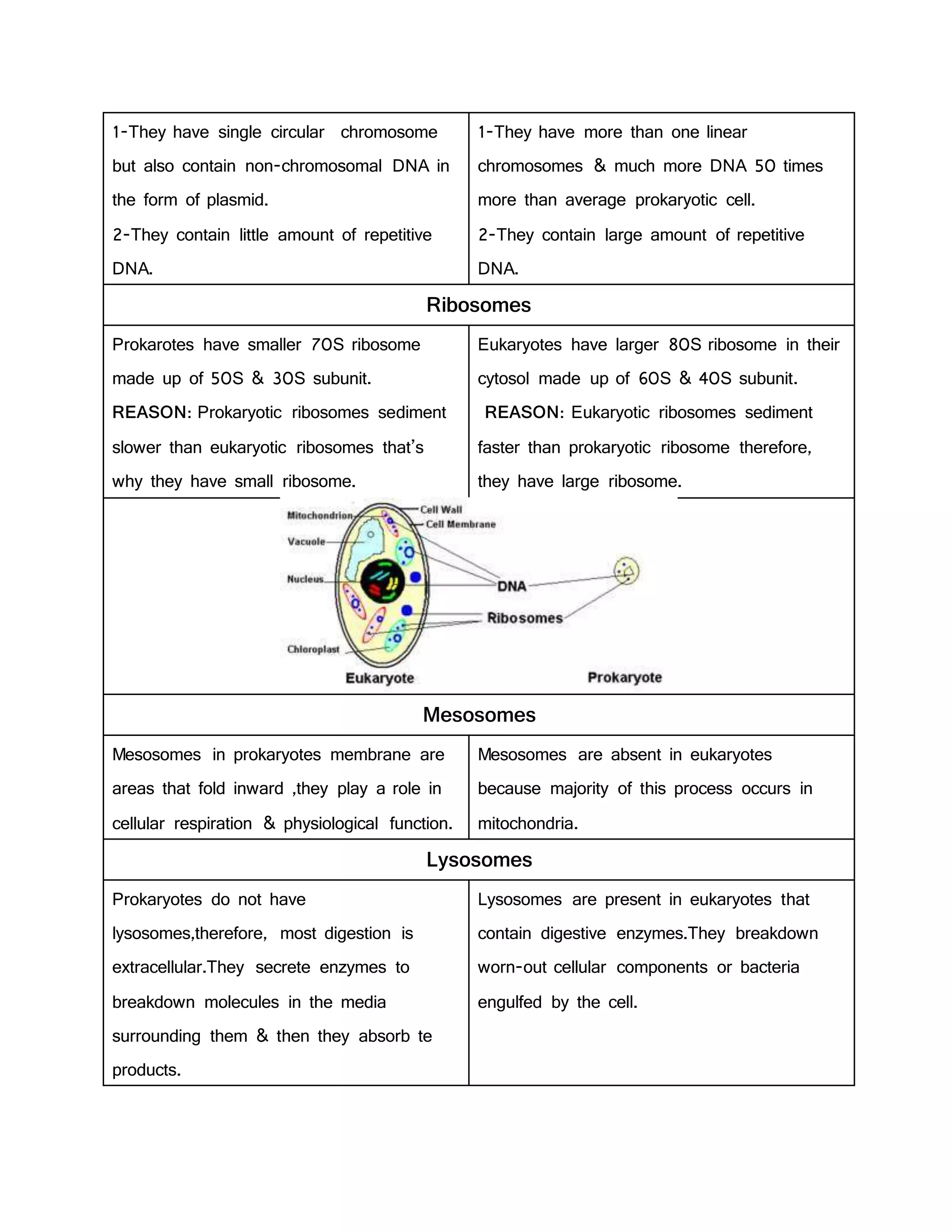 difference between prokaryotes and eukaryotes | DOCX difference between prokaryotes and eukaryotes | DOCX