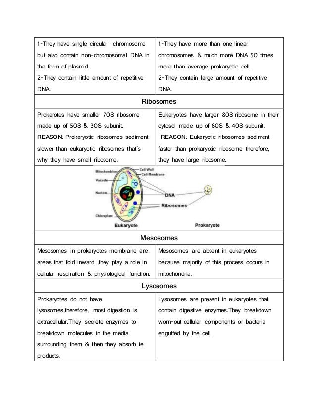 difference between prokaryotes and eukaryotes
