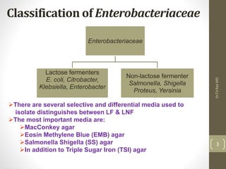 13. e.coli