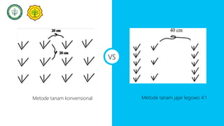 TANAM PADI SISTEM JAJAR LEGOWO-PUTRI LESTARI | PPTX