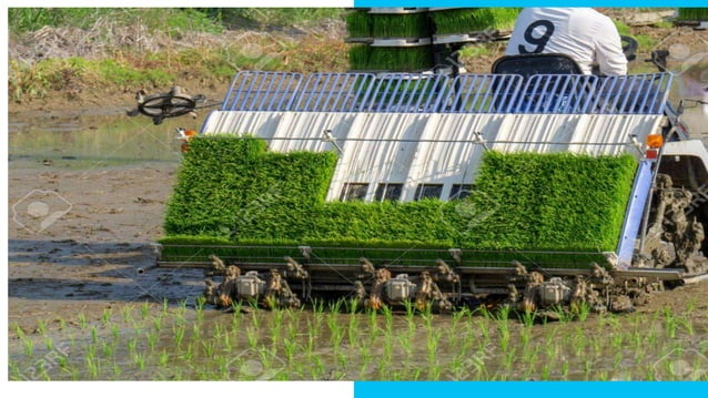 TANAM PADI SISTEM JAJAR LEGOWO-PUTRI LESTARI | PPTX