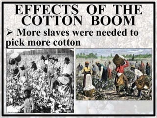 13 1 growth of the cotton industry | PPT