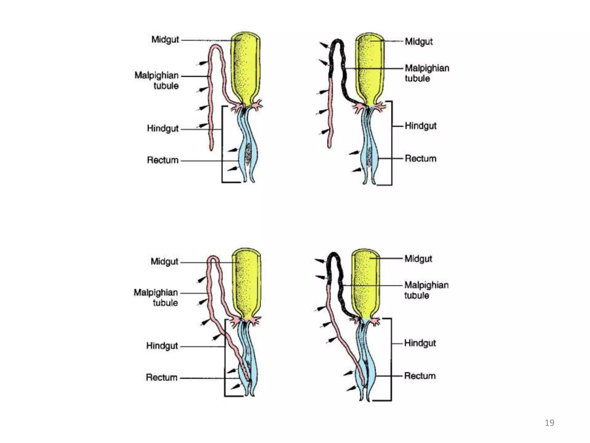 Excretory system | PPTX