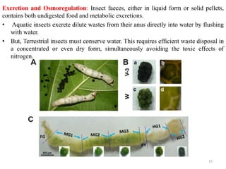 Excretory system | PPTX