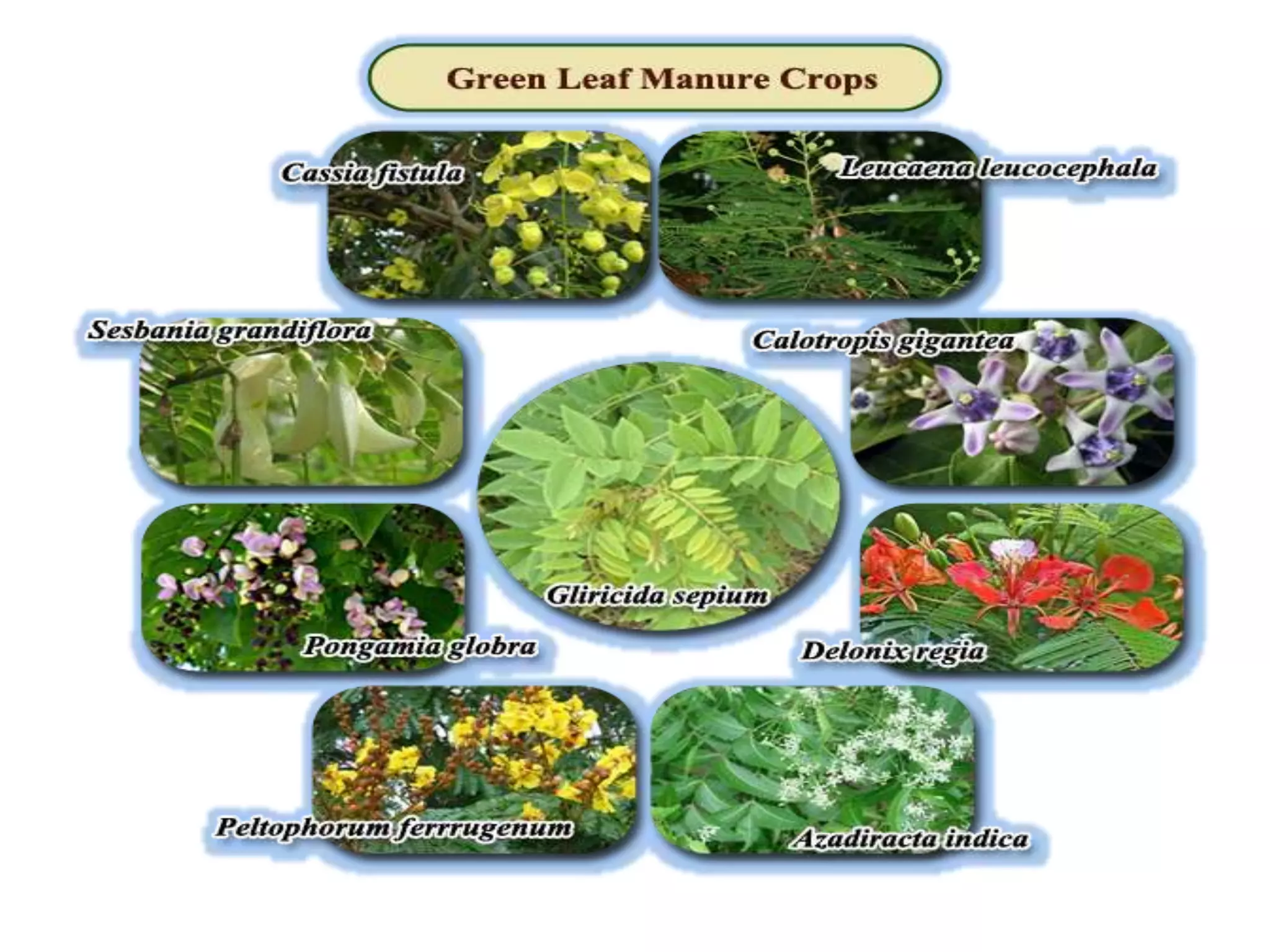 Microbiology of green manuring | PPT
