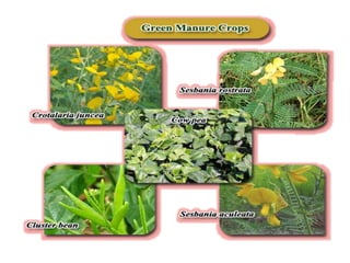 Microbiology of green manuring | PPT