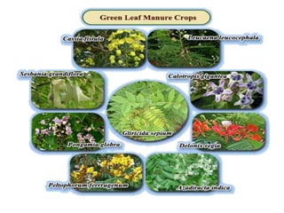 Microbiology of green manuring | PPTX