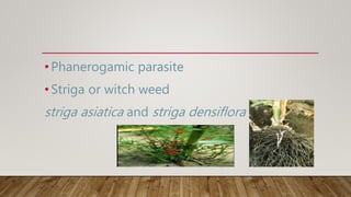 DOWNY MILDEW OF MAIZE | PPTX | Agriculture | Industries