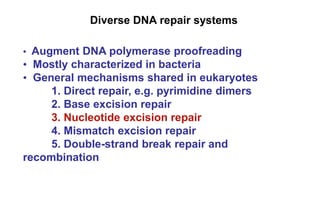 DNA damage and repair systems | PPT