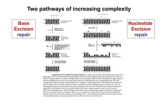 DNA damage and repair systems | PPT