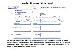 DNA damage and repair systems | PPT