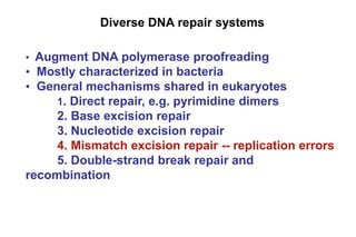 DNA damage and repair systems | PPT