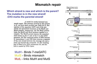 DNA damage and repair systems | PPT