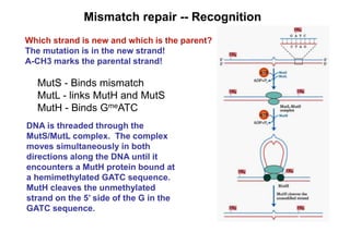 DNA damage and repair systems | PPT