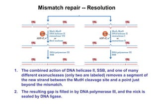 DNA damage and repair systems | PPT